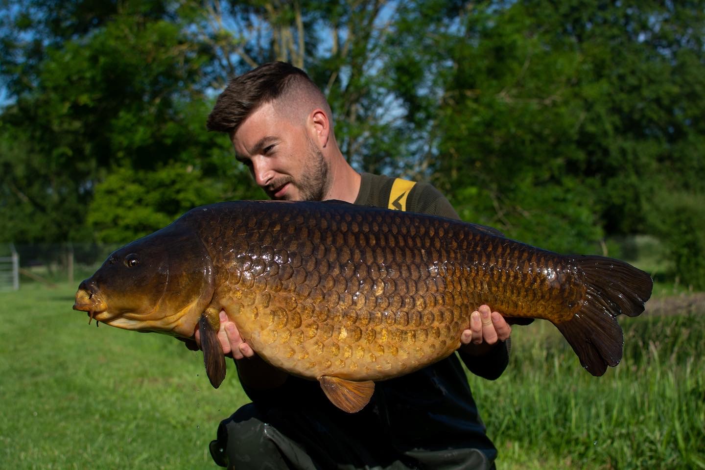 Chestnut Common | Total Carp